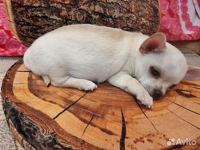 Необыкновенный мальчик