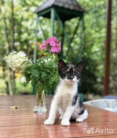 Черепешковый котенок