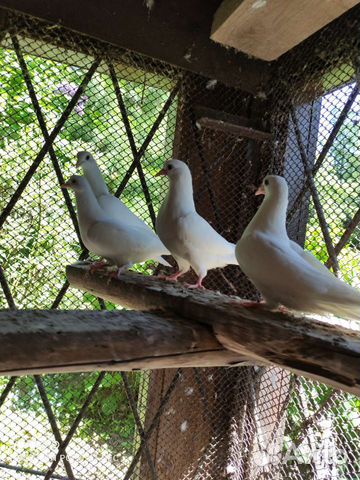 Голуби типлеры