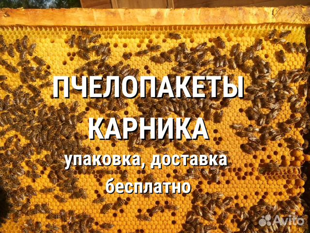 Пчелопакет Карника от производителя