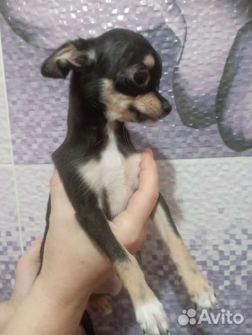 Щенки чихуахуа подростки