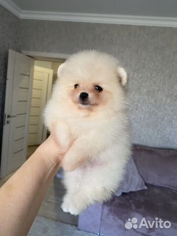 Щенки шпица