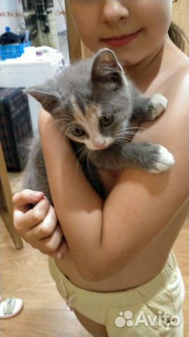 Котёнок 1,5-2 мес