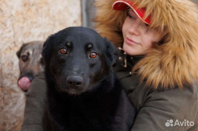 Овчарки Пума и Панда ищут дом