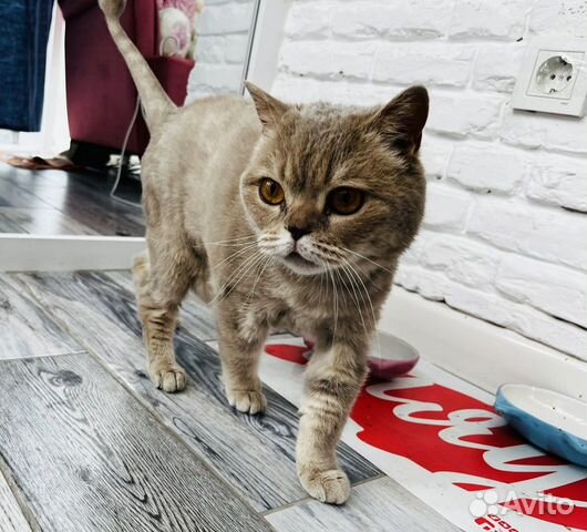 Ласковая британская кошечка