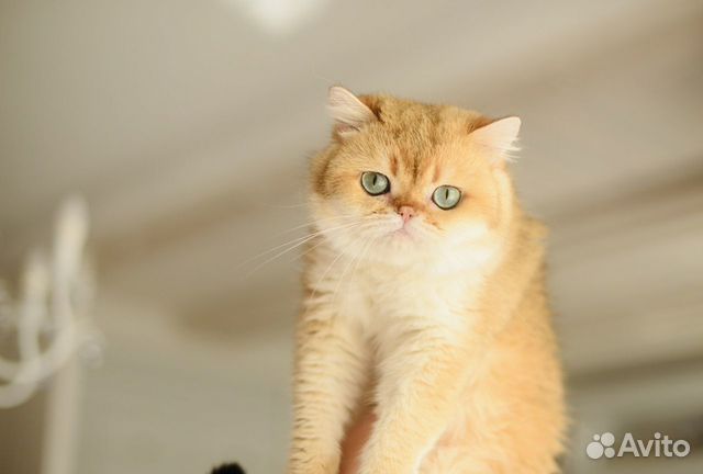 Британская золотая шиншилла