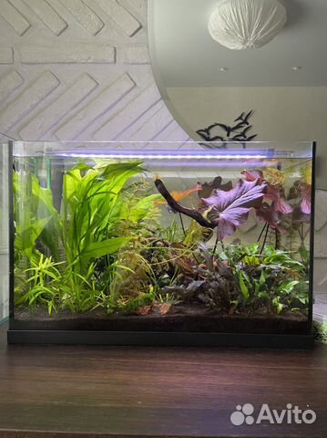 Аквариум
