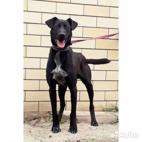 Собака кобель