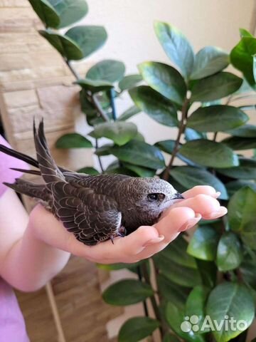 Отдам стрижа в добрые руки