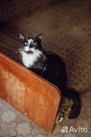 Кошка в дар