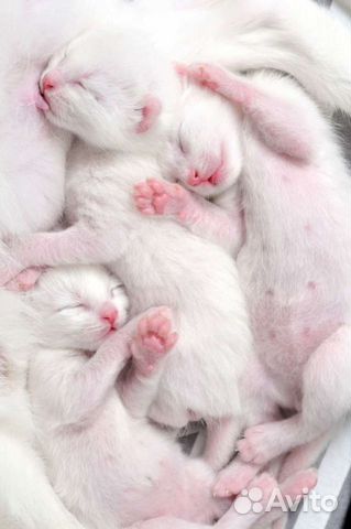 Кормящая кошка