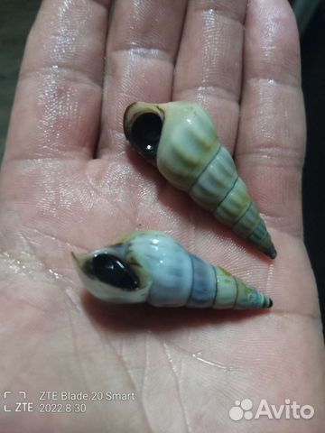 Улитка Геркулес альбинос 2шт