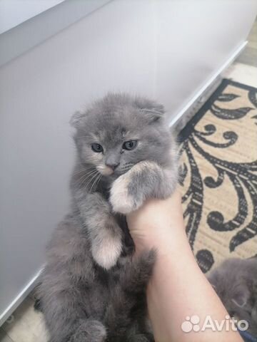 Котята отдам в добрые руки бесплатно