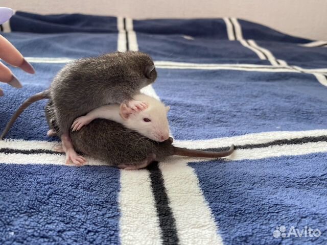 Крыски дамбо