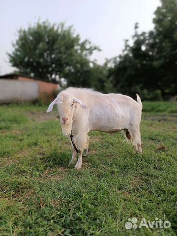 Племенной козел