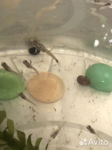 Улитки аквариумные