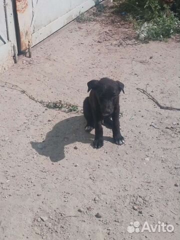 Щенки в добрые руки