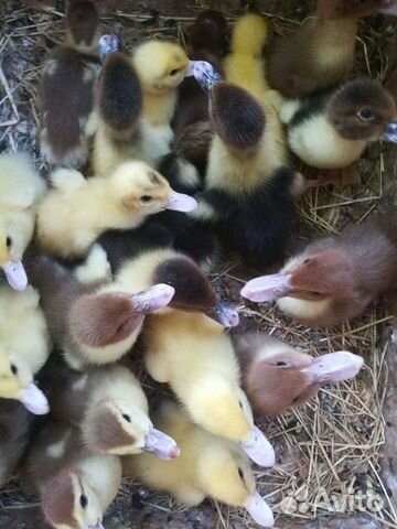 Индоутята подрощенные