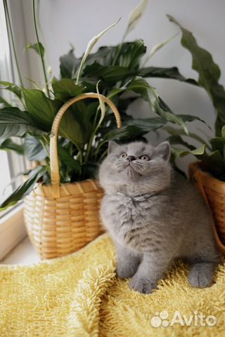 Британские котята