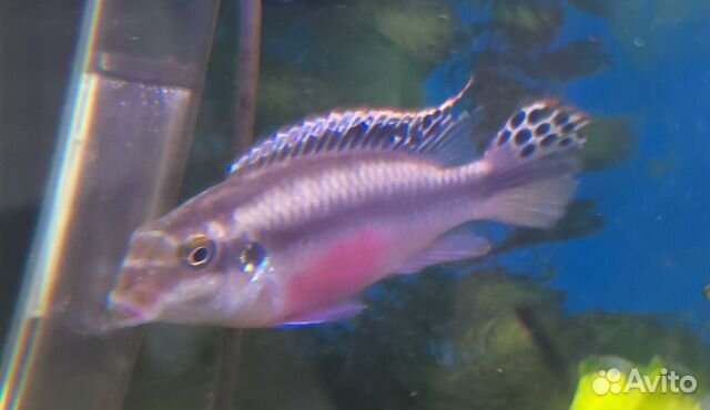 Аквариумные рыбки пельвикахромис