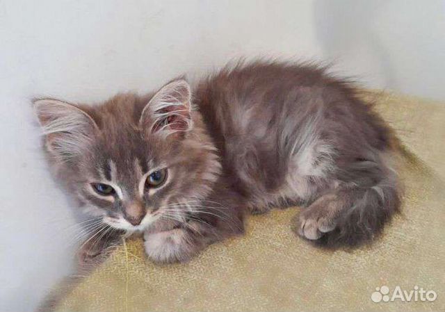 Замарашка кошечка