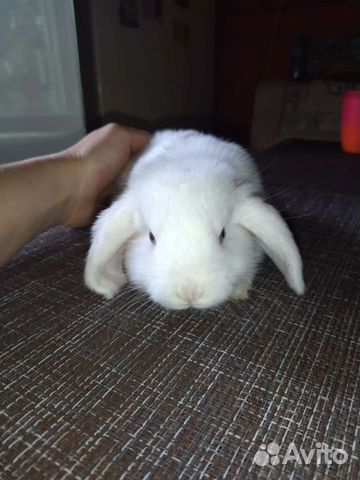 Декоративные карликовые кролики