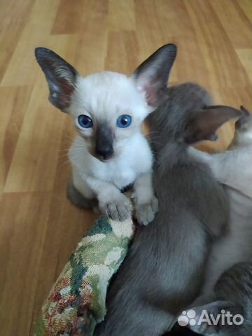 Ориентальные котята