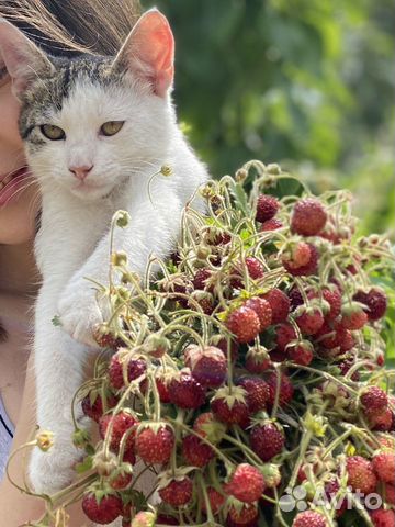 Кот