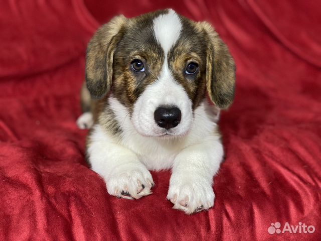 Щенок мальчик вельш корги кардиган