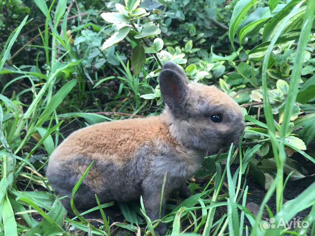 Кролик карликовый Рекс