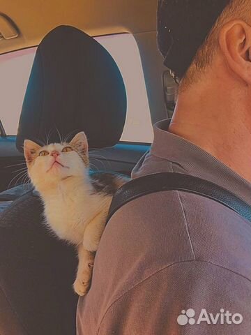 Котенок (девочка) в добрые руки