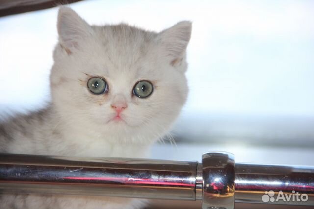 Британские котята