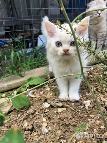 Шотландские котики