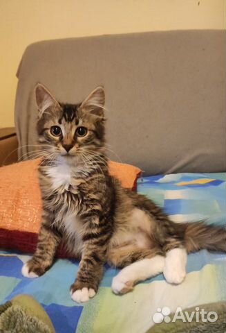 Пушистик ищет дом