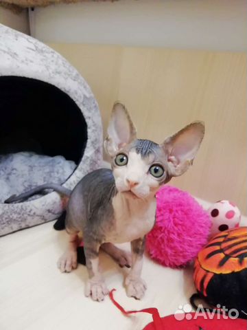 Резиновый канадский сфинкс