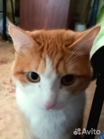 Котик Вася
