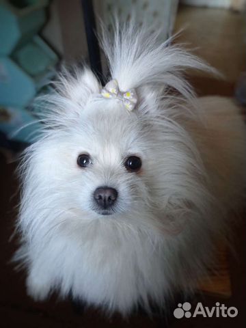 Маленькая собачка в добрые руки