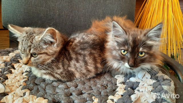 Принцесса и суровый бандит ищут добрых людей