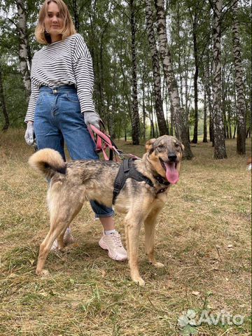 Спасите малыша Томми из приюта