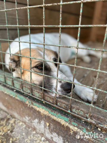 Чудесная добрая девочка Скарлетт