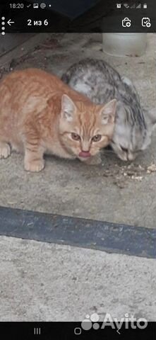 Котята британские