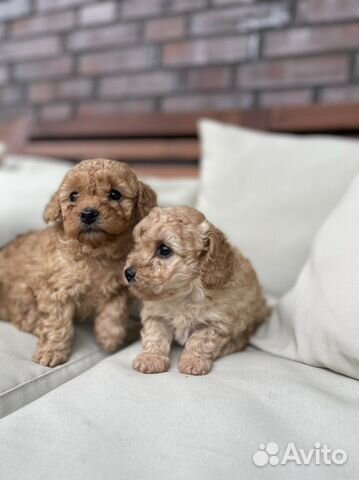 Той-пудель тойпудель щенки