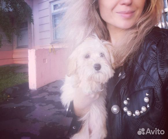 Кремовая королевна мальтипу