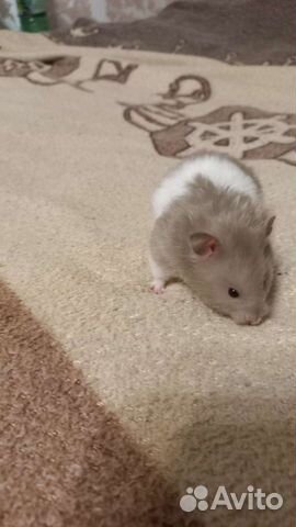 Хомячки бесплатно