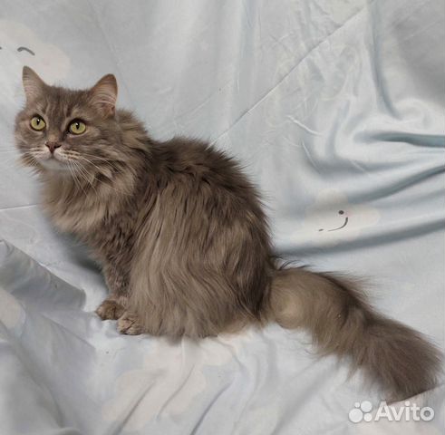 Ищем дом для Алисы