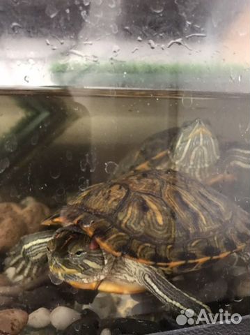 Черепаха