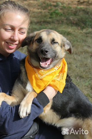 Собака в самую лучшую семью