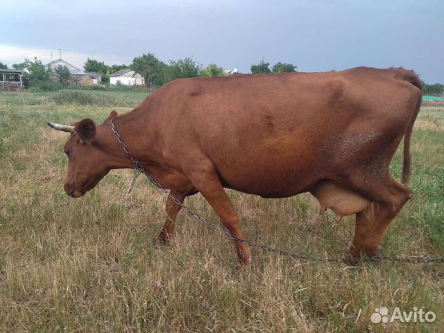Продам дойную корову