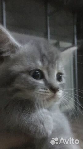 Отдам в добрые руки. Два котика и кошечка