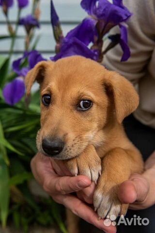 Щенок девочка Златовласочка